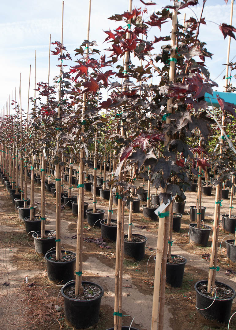 Crimson Sunset® Maple | Garden Gate Nursery